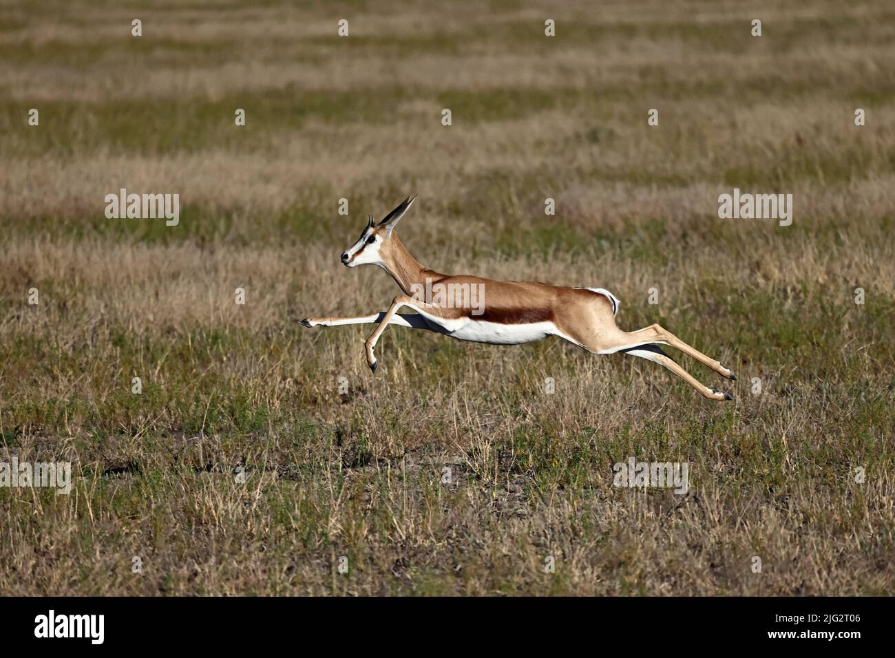 Springbok running in the Kalahari Botswana Stock Photo - Alamy