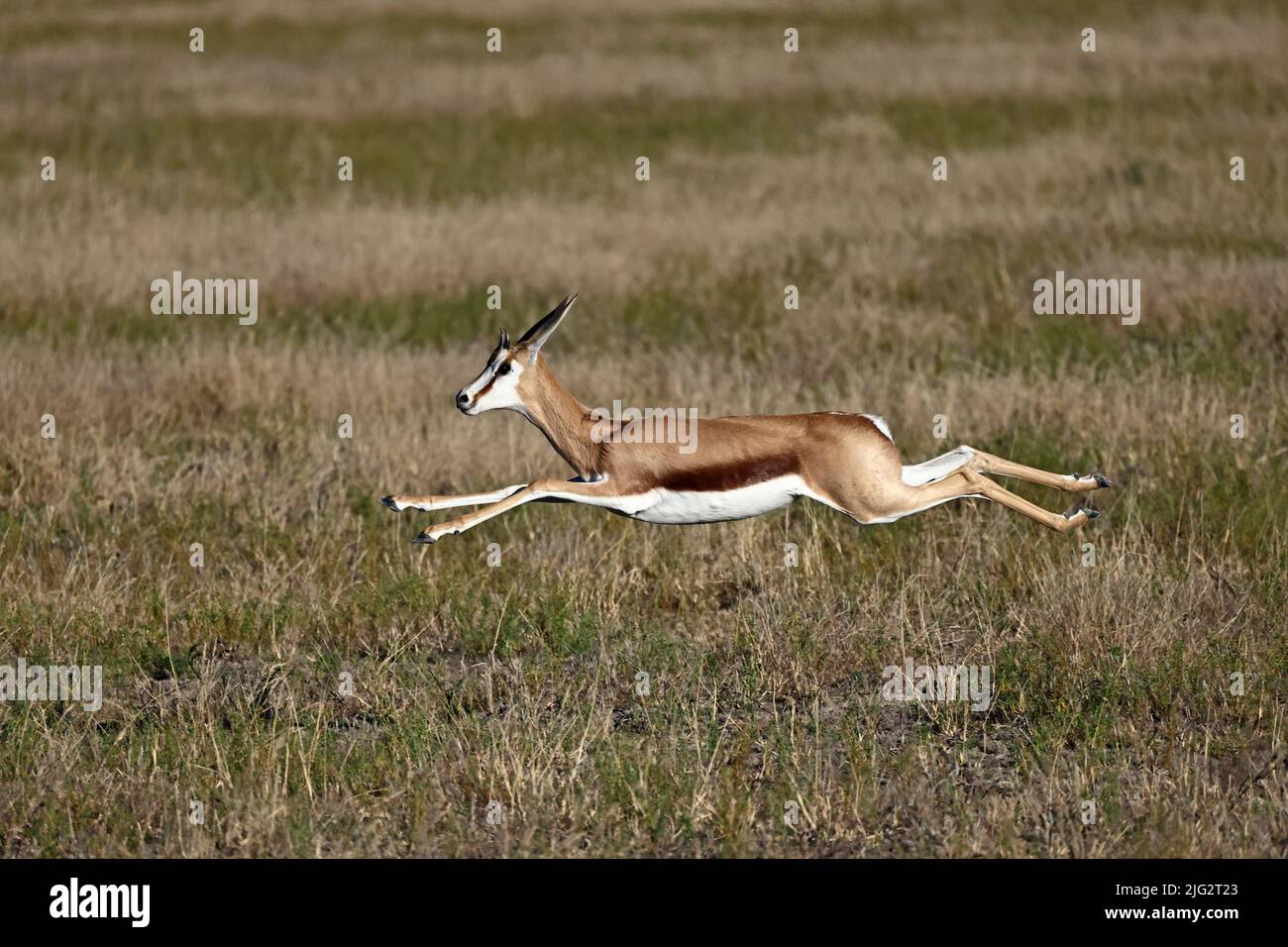 Springbok running in the Kalahari Botswana Stock Photo - Alamy