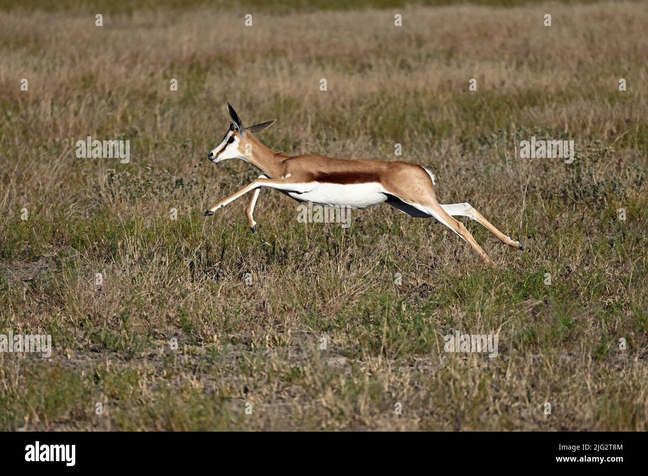 Springbok running in the Kalahari Botswana Stock Photo - Alamy