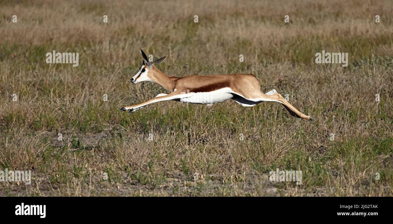 Springbok running in the Kalahari Botswana Stock Photo - Alamy