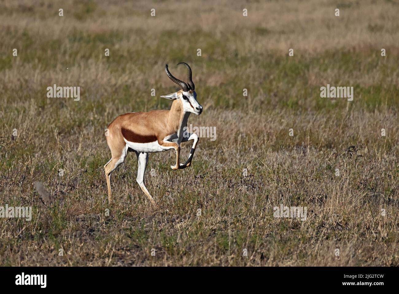 Springbok running in the Kalahari Botswana Stock Photo - Alamy