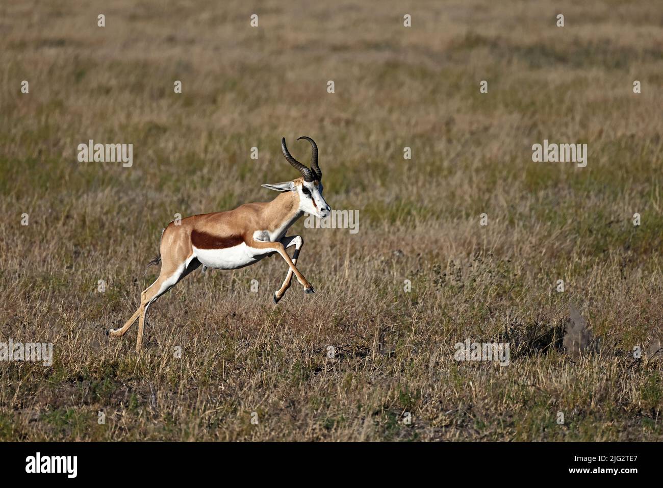 Springbok running in the Kalahari Botswana Stock Photo - Alamy