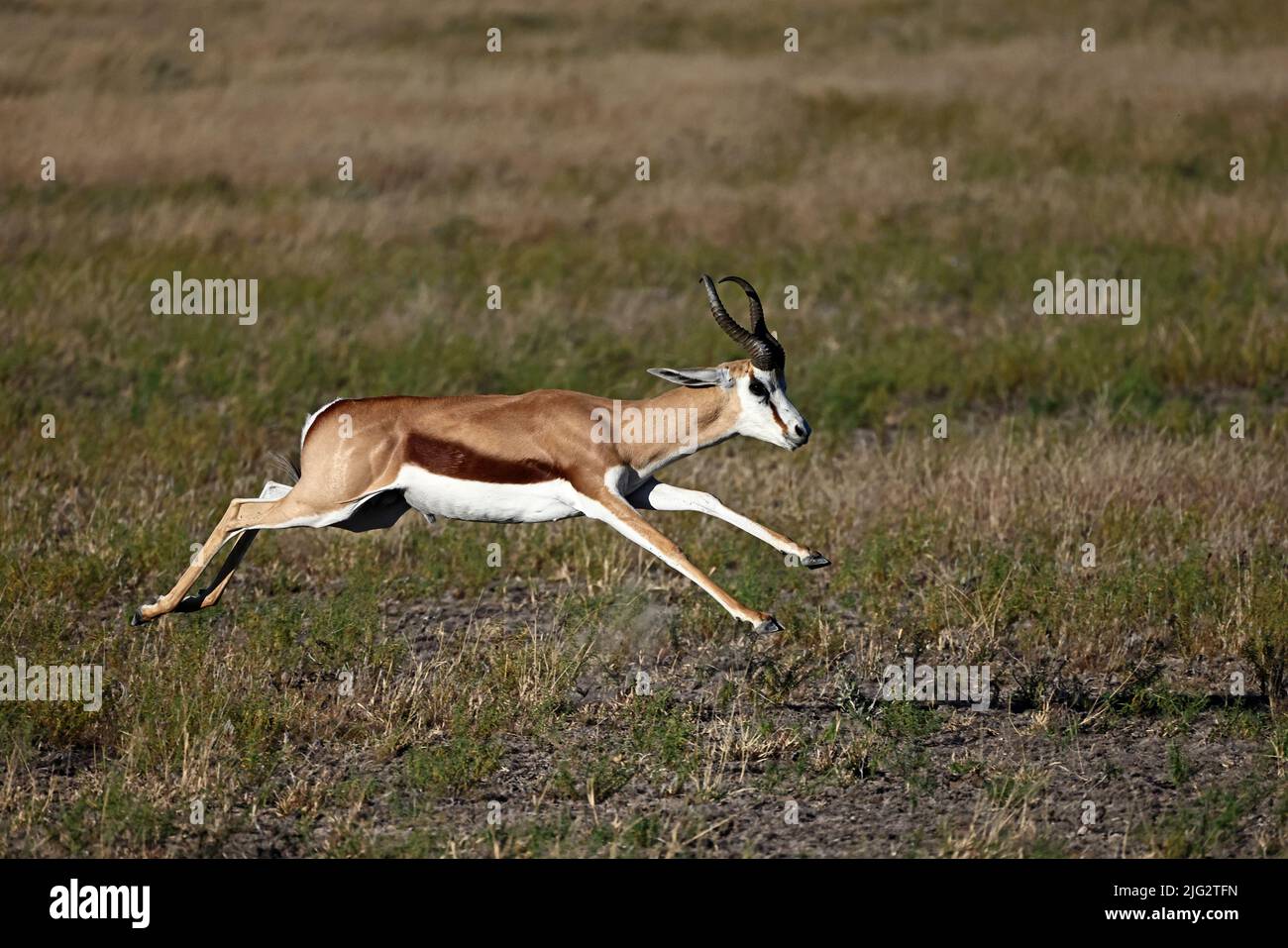 Springbok running hi-res stock photography and images - Alamy