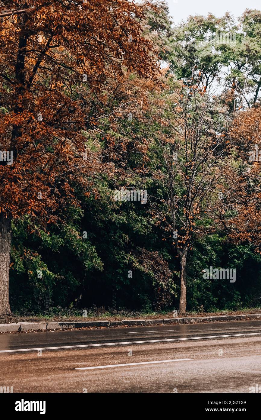 Autumnal background with yellow leaves on trees wet after the rain ...