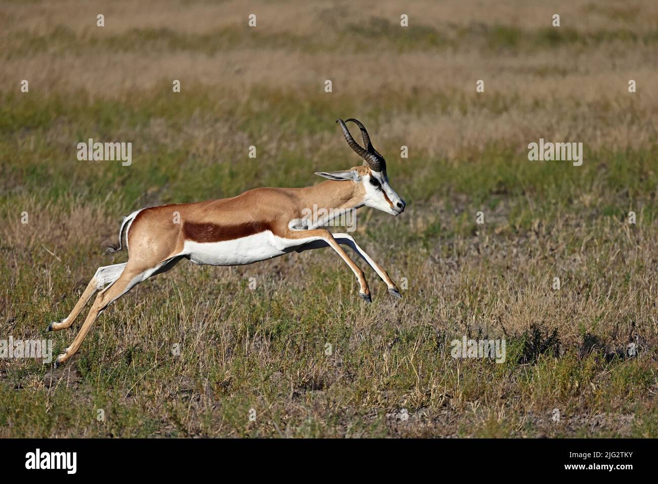 Springbok running in the Kalahari Botswana Stock Photo - Alamy