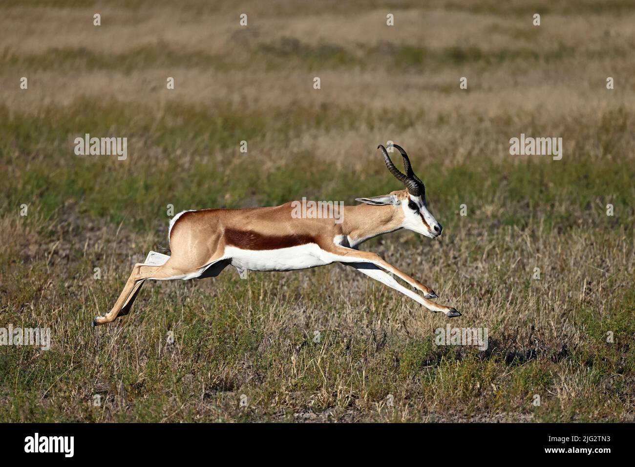 Springbok running in the Kalahari Botswana Stock Photo - Alamy