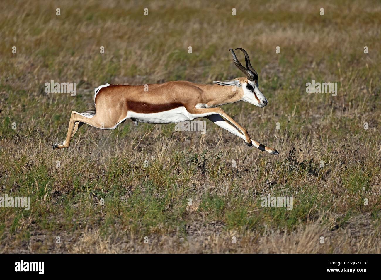Springbok running in the Kalahari Botswana Stock Photo - Alamy