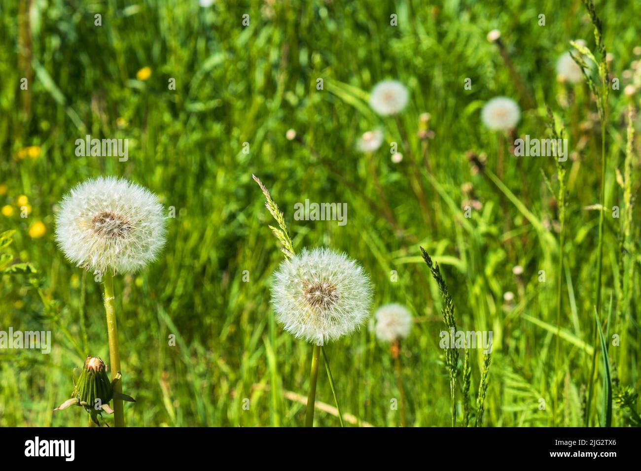 Fluffy overgrown Dandelion flowers on a sunny meadow Stock Photo - Alamy