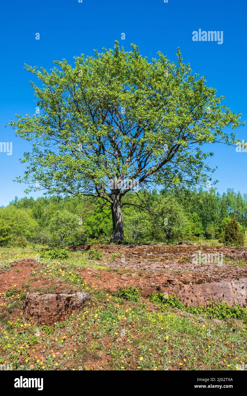 Lush green single tree on a moor with limestone bedrock Stock Photo - Alamy