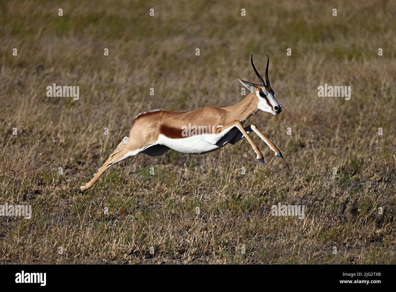 Springbok running in the Kalahari Botswana Stock Photo - Alamy