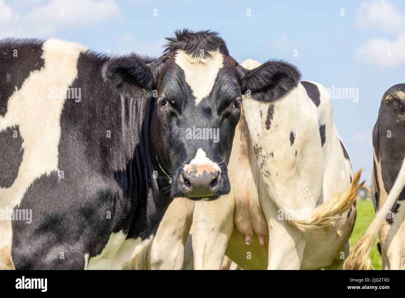 Mature cow, black and white friendly, head looking around the corner ...