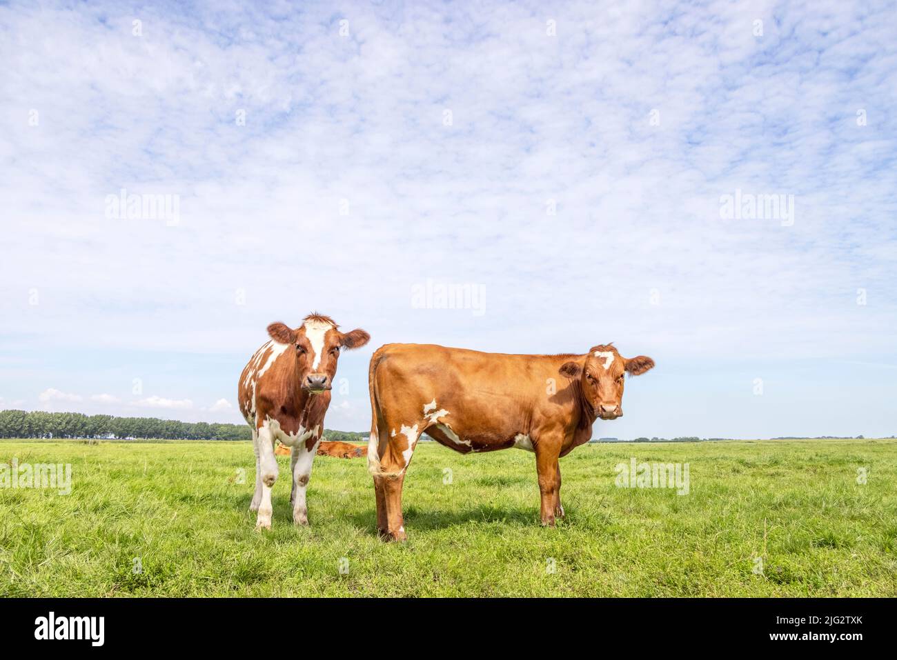 Two cows red brown front and site standing in a meadow, fully in focus ...