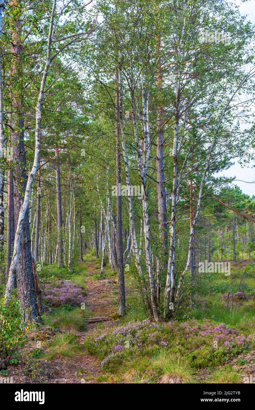 Peat forest with a hiking trail in the summer Stock Photo - Alamy