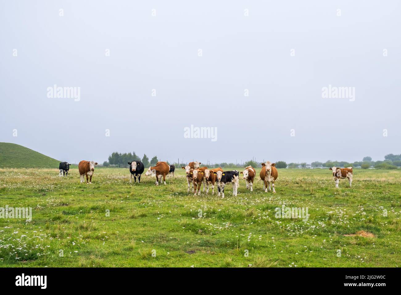 Cow flock hi-res stock photography and images - Alamy