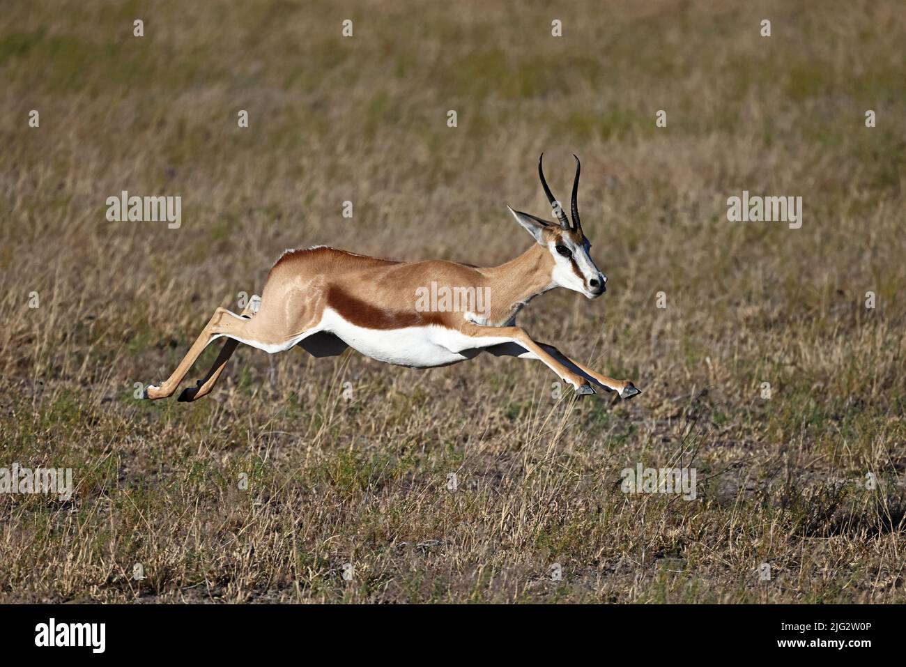 Springbok running in the Kalahari Botswana Stock Photo - Alamy