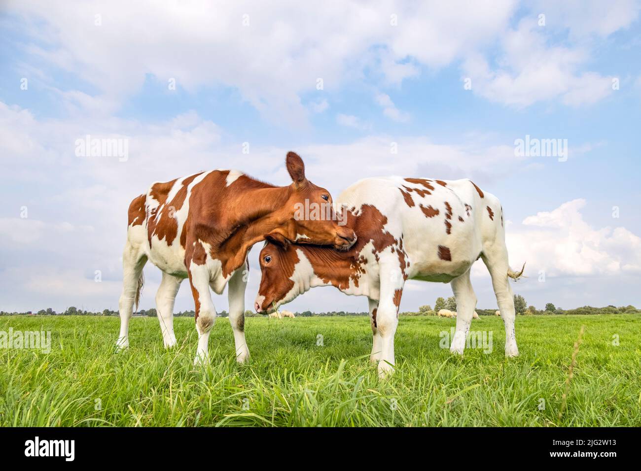 Sisters fighting hi-res stock photography and images - Alamy