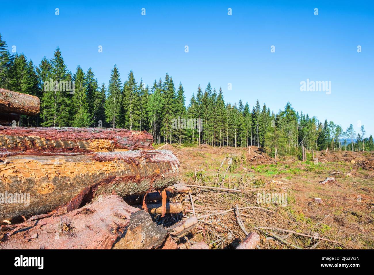 Timber stack in a clear cutting area Stock Photo - Alamy