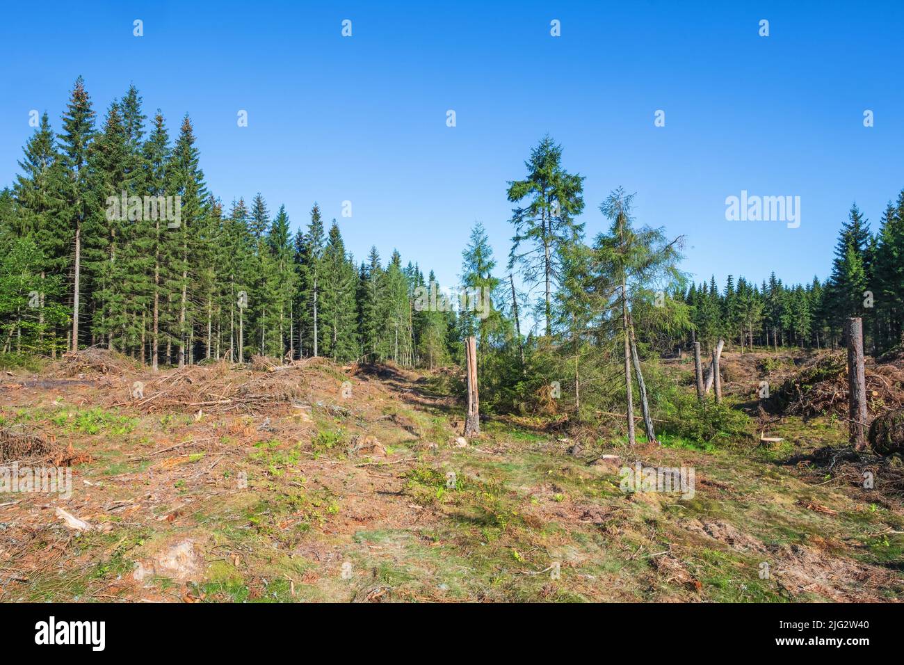 Cutting trees sweden hi-res stock photography and images - Alamy