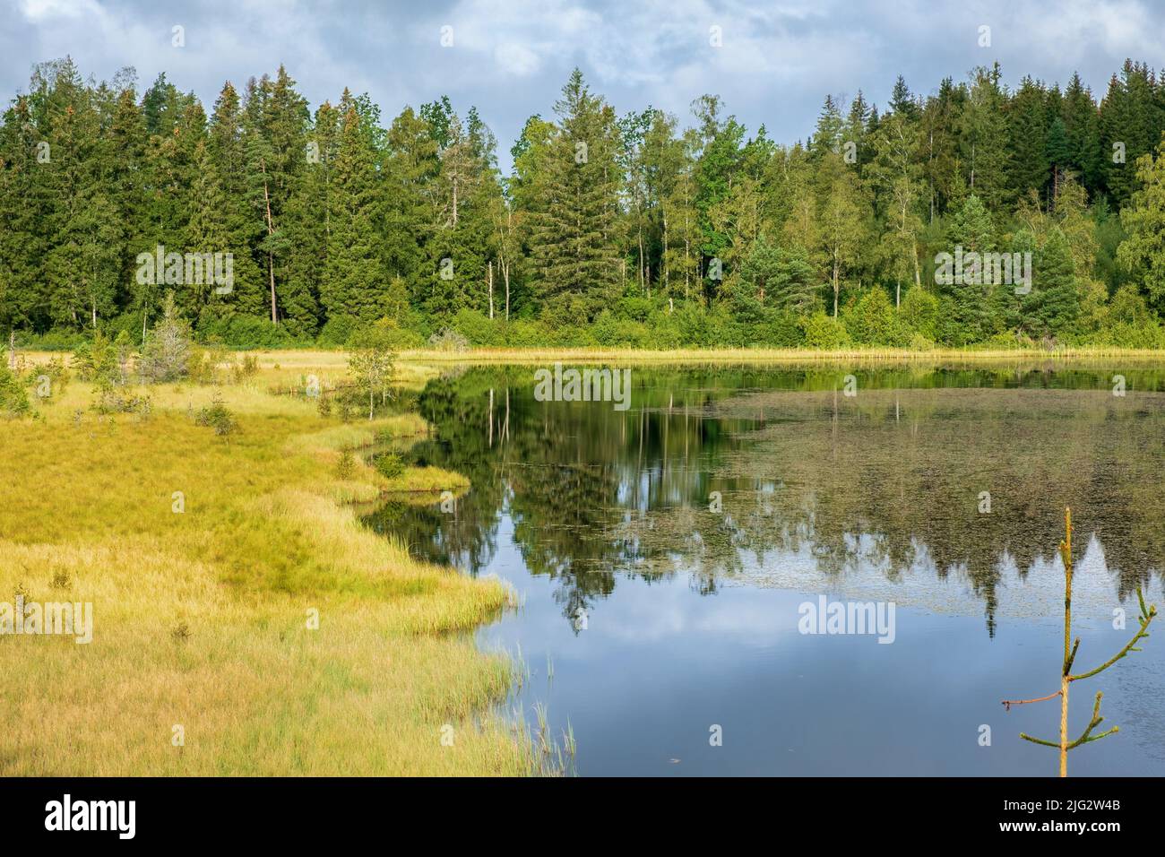 Coniferous forest by a bog lake Stock Photo - Alamy
