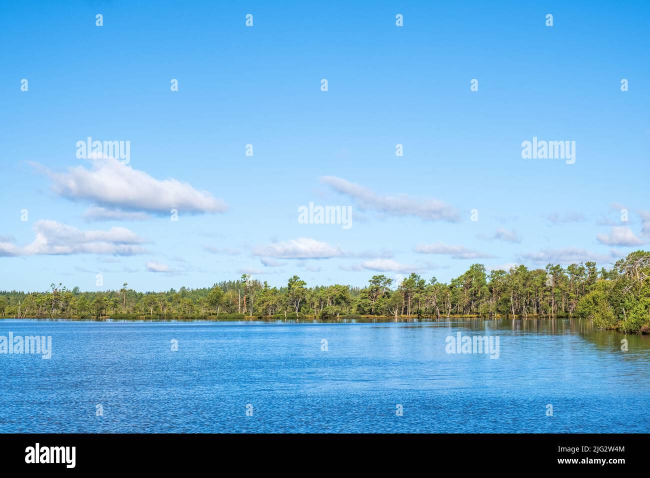 Forest lake in sunny hi-res stock photography and images - Alamy