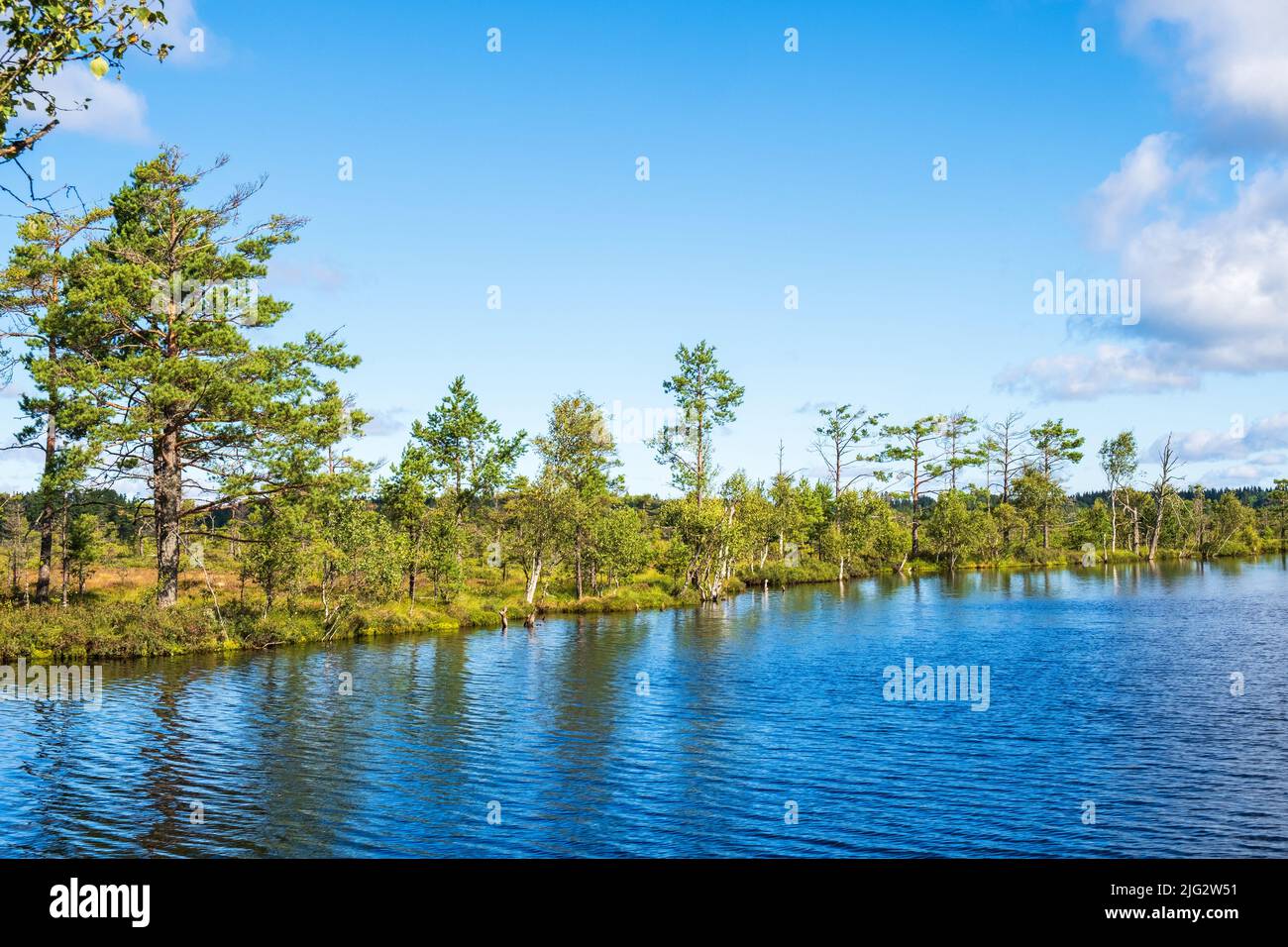 Coniferous forest on swamp hi-res stock photography and images - Alamy
