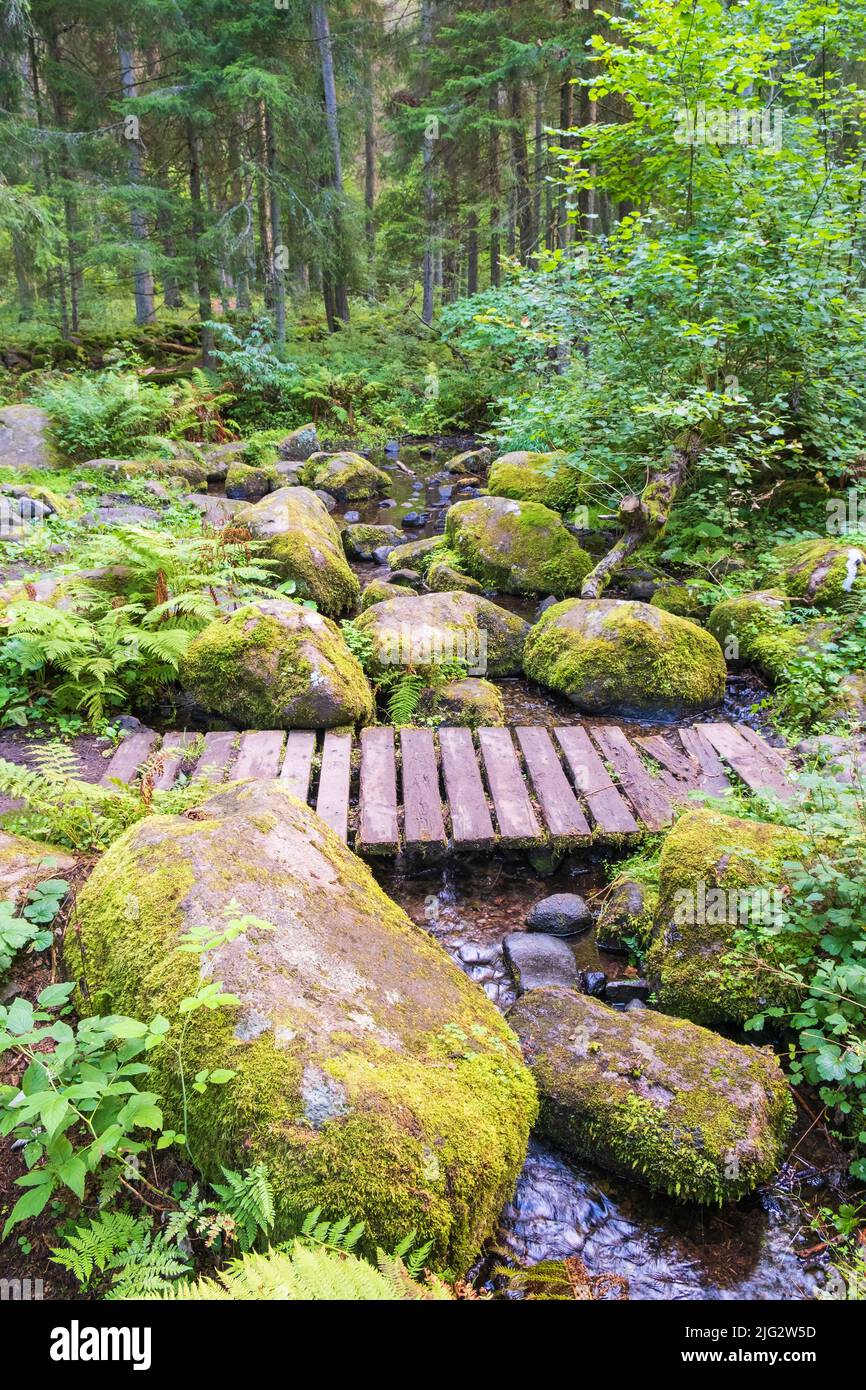 Footbridge over a stream in the forest Stock Photo - Alamy