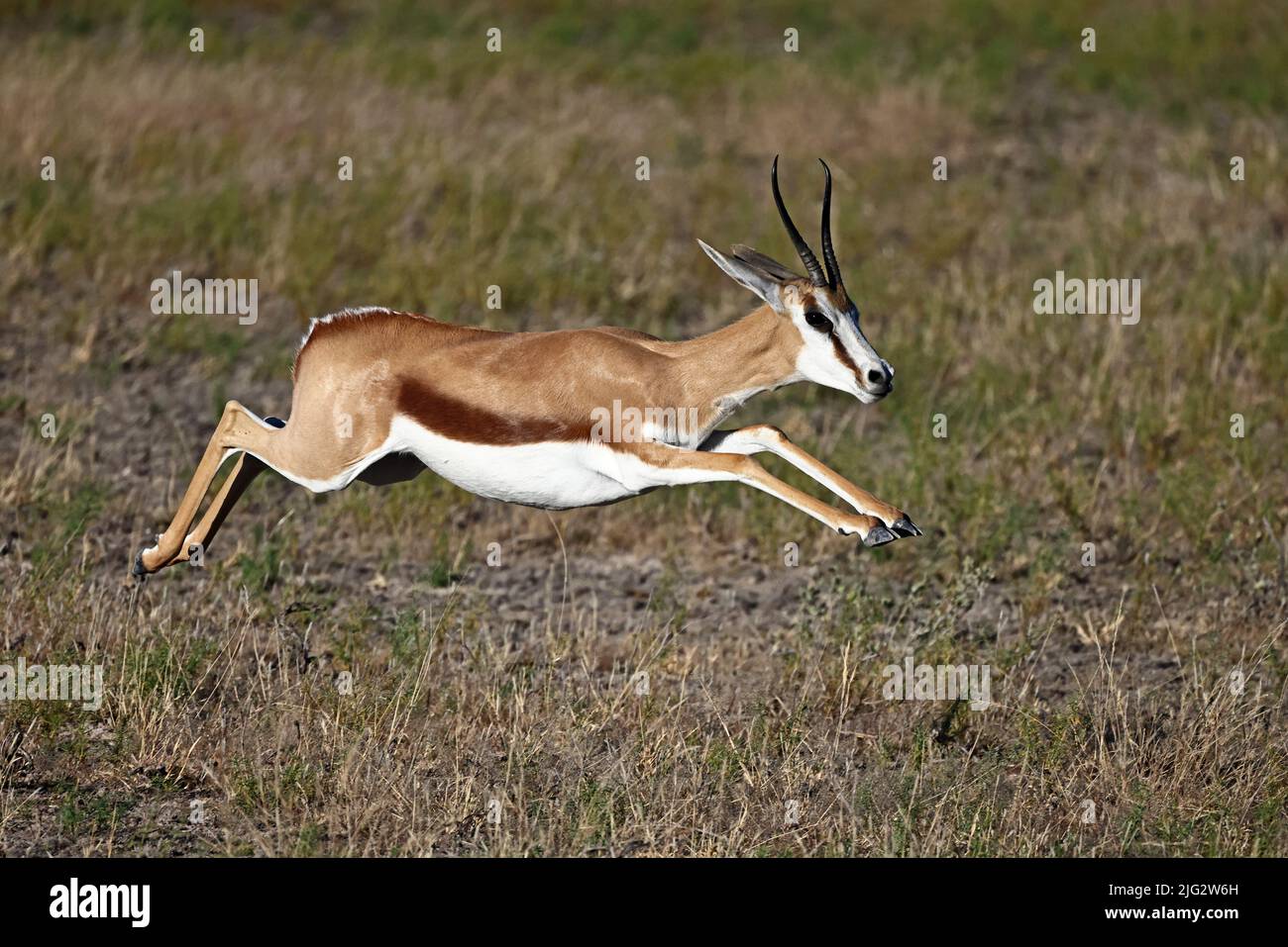 Springbok running in the Kalahari Botswana Stock Photo - Alamy