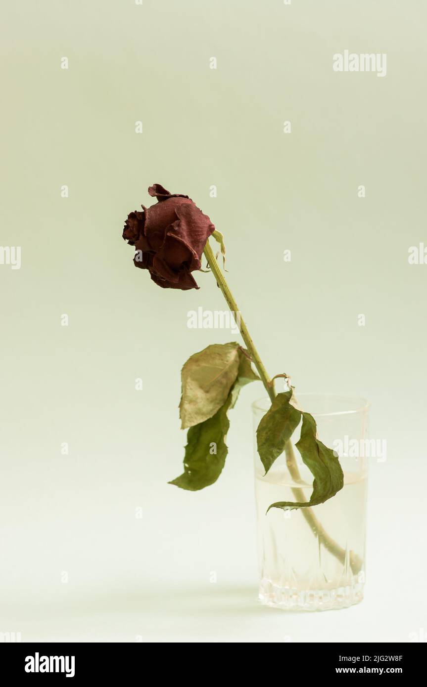 Minimalist still life image of a dead rose in a glass Stock Photo - Alamy