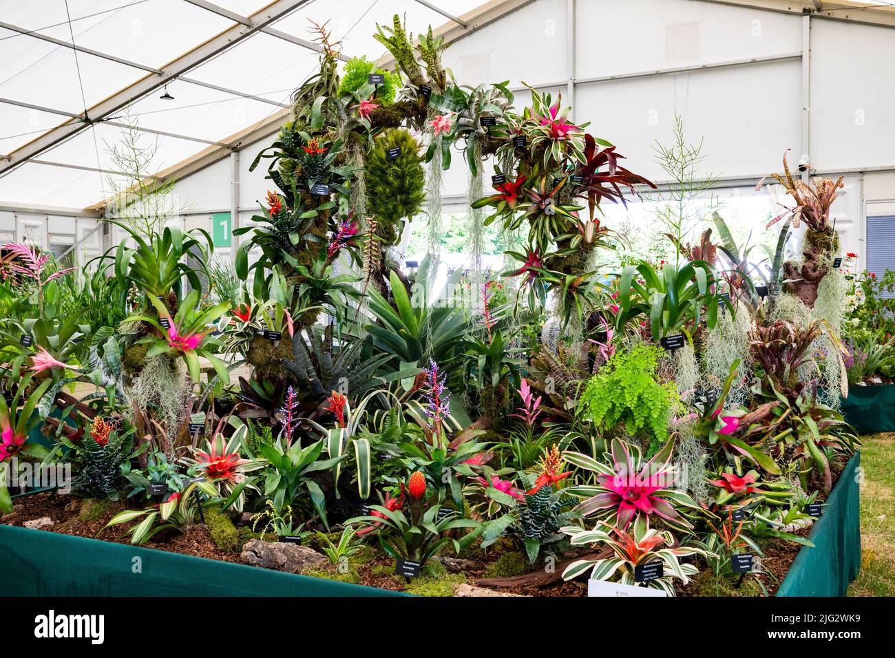 Tropical plant display at The RHS Hampton Court Palace Flower show ...