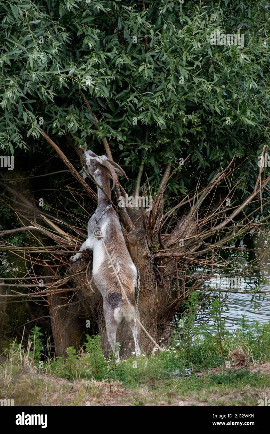 A goat stands on two hind legs in front of a tree trying to catch some ...