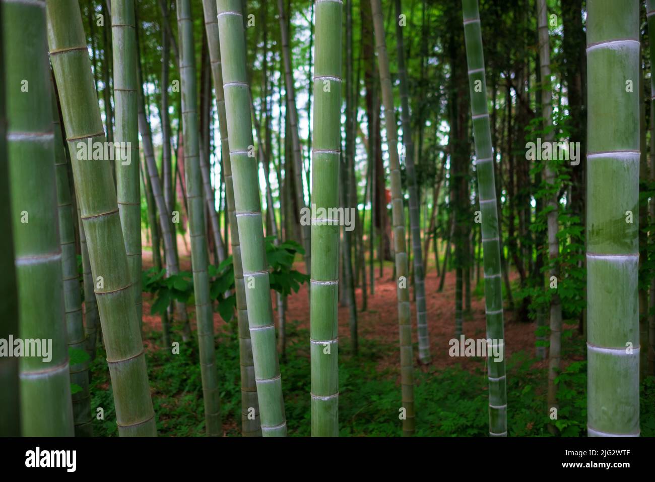 Georgia grove hi-res stock photography and images - Alamy