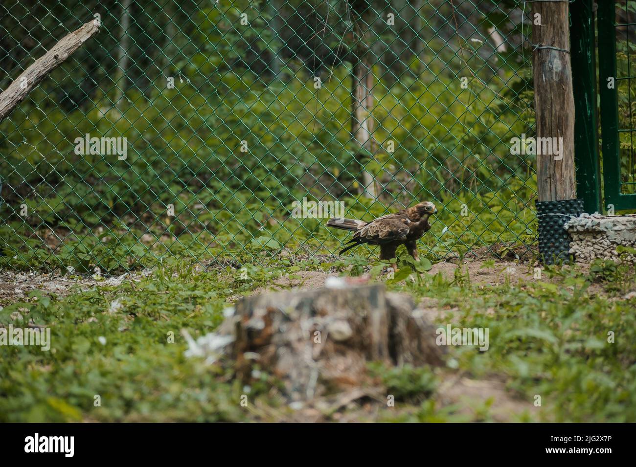 Hawk in the forest, mesh in the background. Bird of prey from the hawk ...
