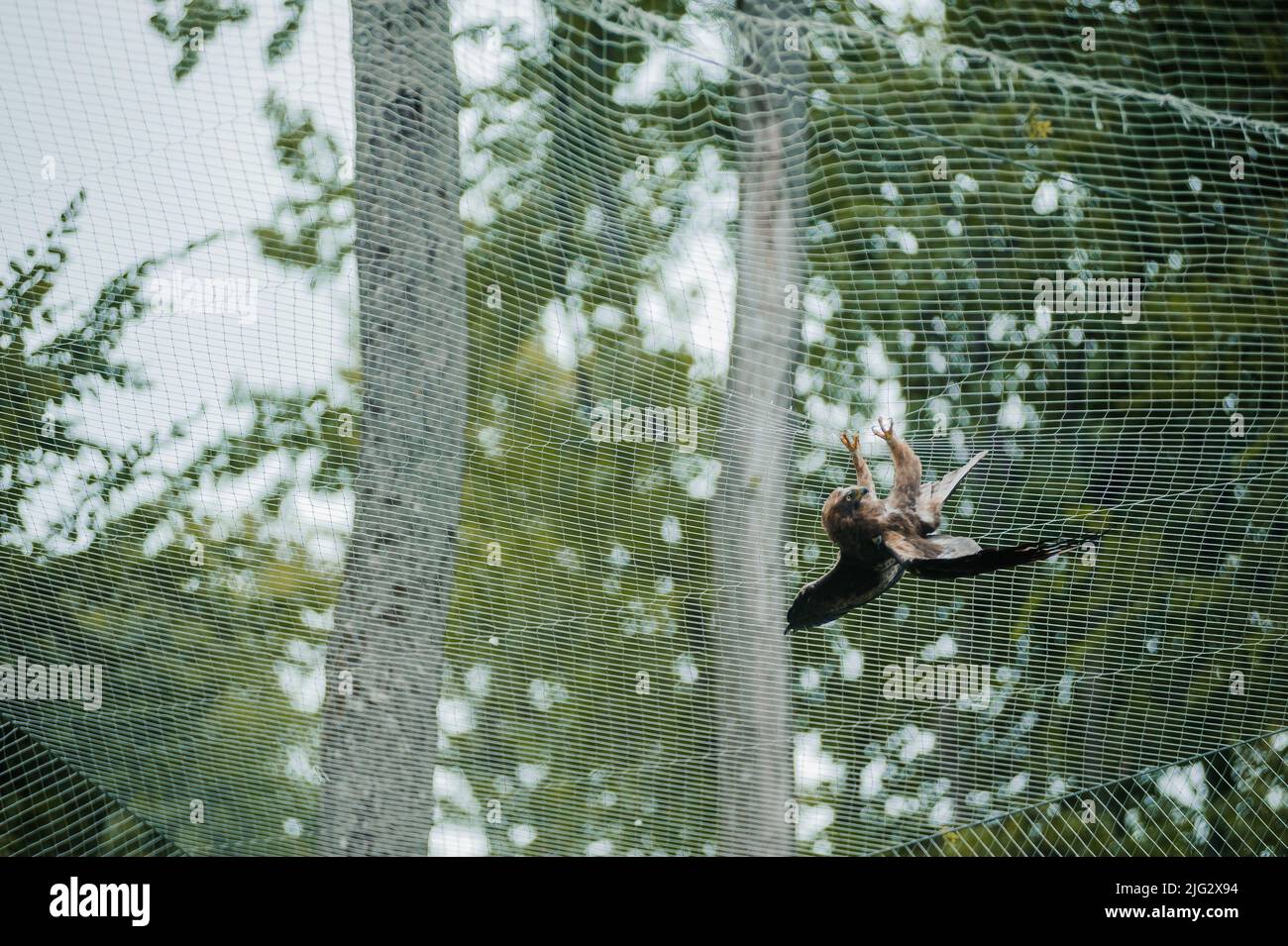 Hawk in the forest, mesh in the background. Bird of prey from the hawk ...