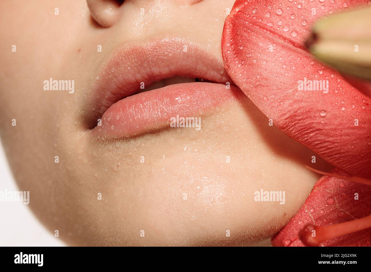 Closeup female lips and pink rose petals isolated over white studio ...