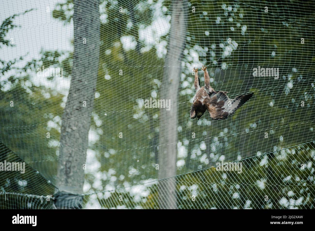 Hawk in the forest, mesh in the background. Bird of prey from the hawk ...