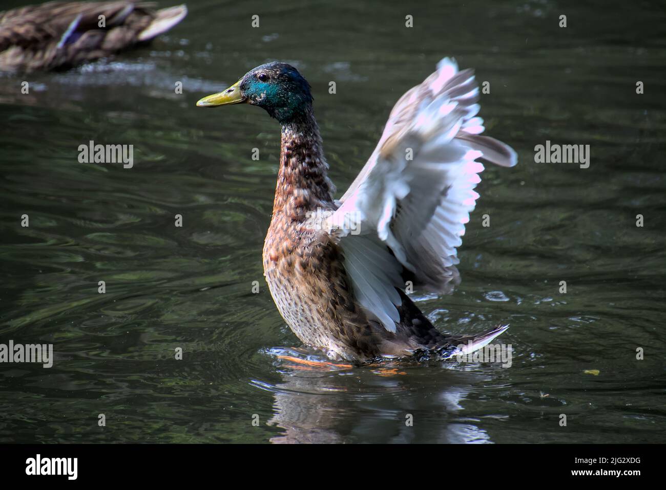 Fliegen flugel hi-res stock photography and images - Alamy