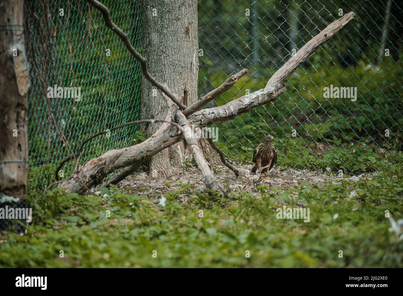Hawk in the forest, mesh in the background. Bird of prey from the hawk ...