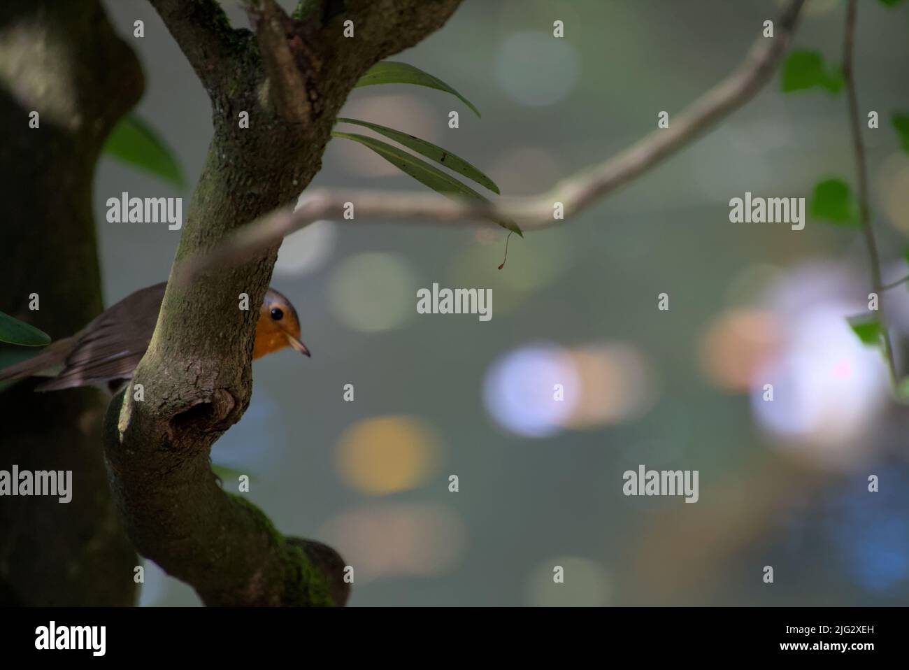 Robin hiding behind a branch in a public park Stock Photo - Alamy