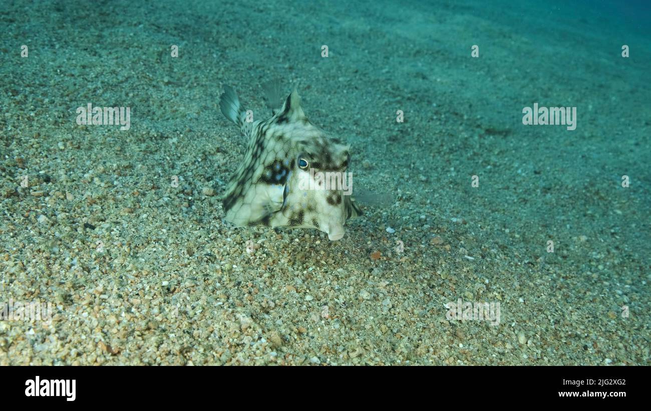 Close-up of Boxfish swims over sandy bottom. Thornback Boxfish or Camel ...