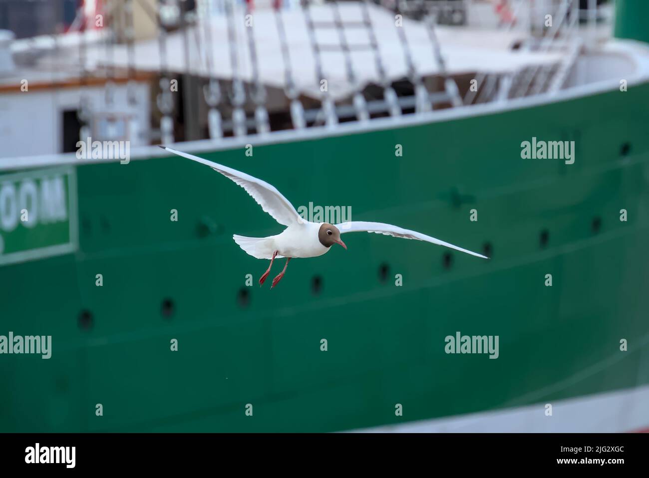 Bird flying in front of ship hi-res stock photography and images - Alamy