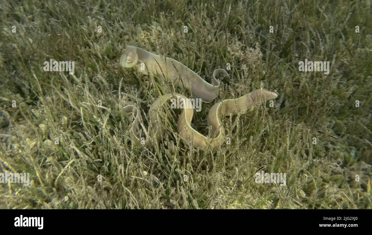 Close-up of couple Moray lie in green seagrass. Geometric moray or Grey ...