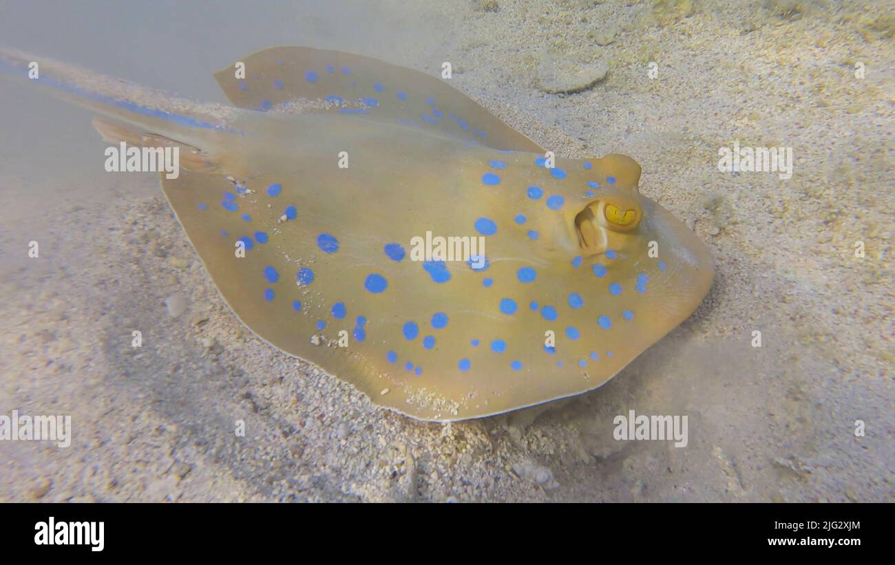 Spotted fish hi-res stock photography and images - Alamy