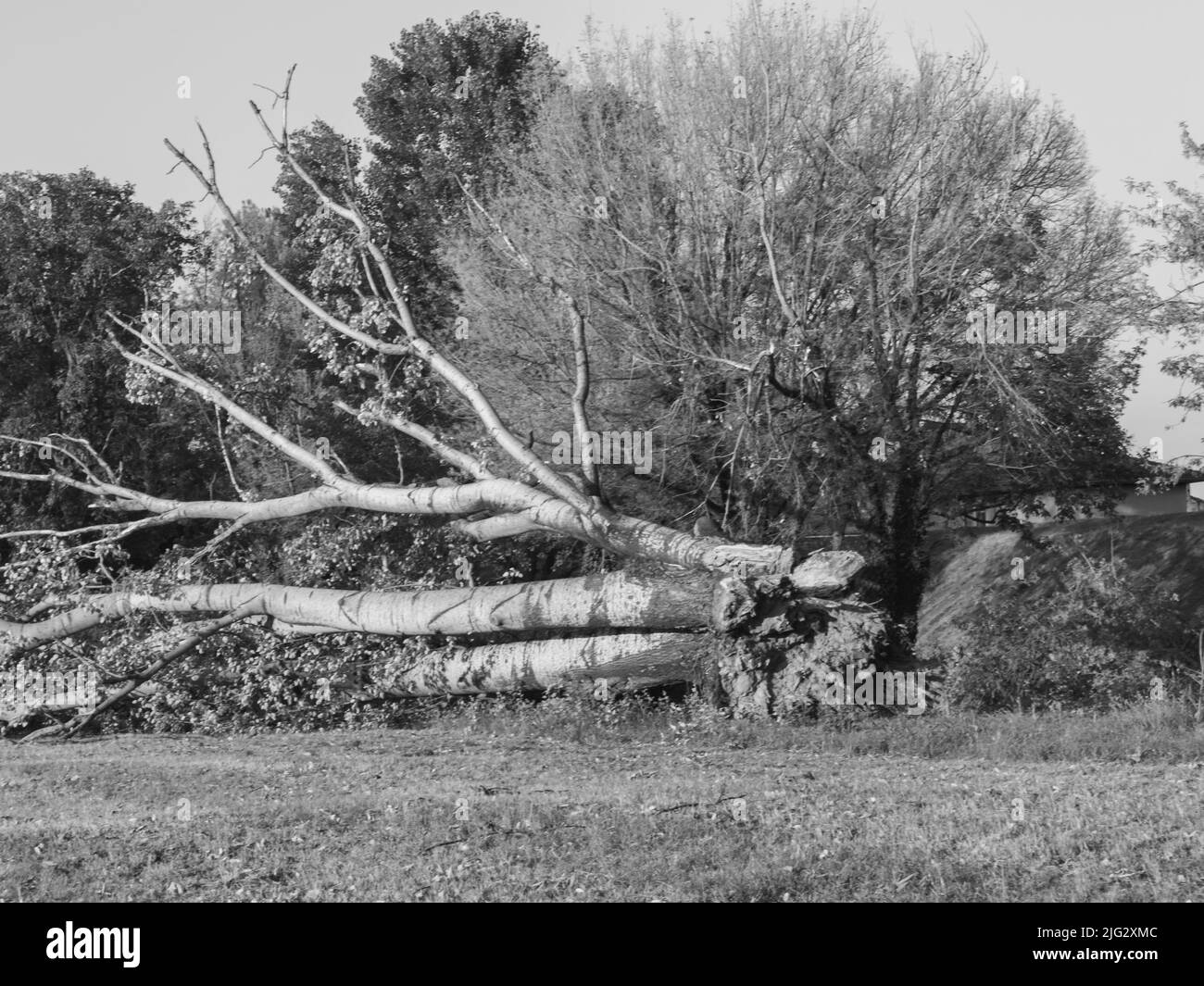 Tree fallen by wind Black and White Stock Photos & Images - Alamy