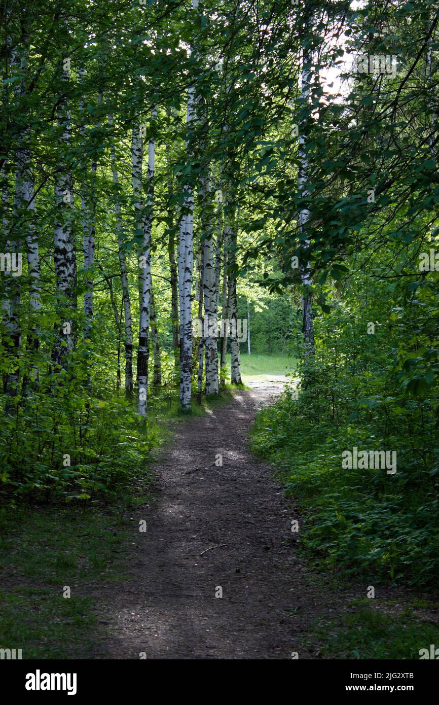 A path in the woods, nature Stock Photo - Alamy