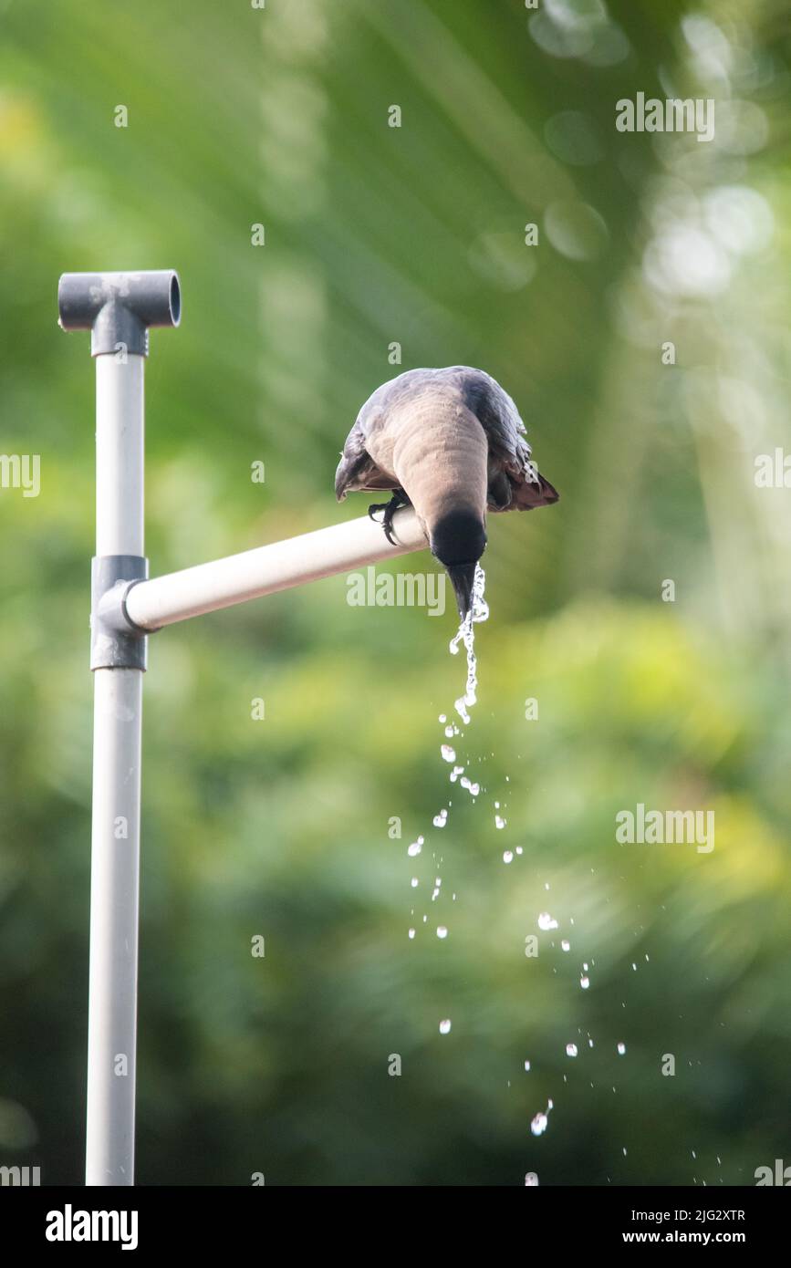 Pipe cleaner bird hi-res stock photography and images - Alamy