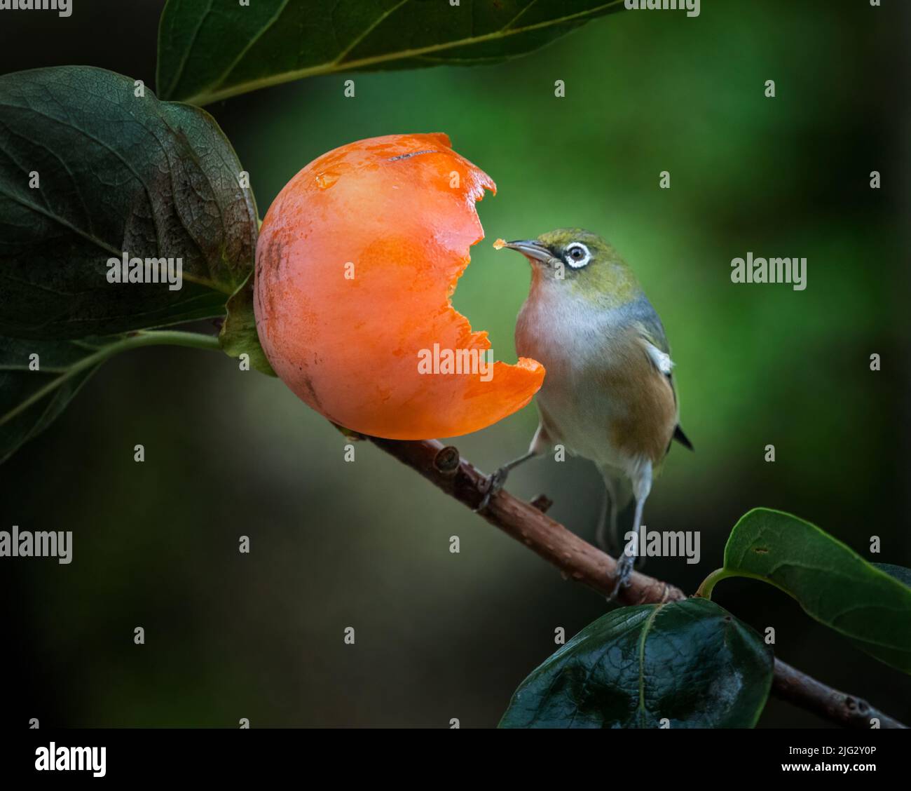 Silvereye or wax-eye bird eating persimmon with fruit on its beak Stock ...