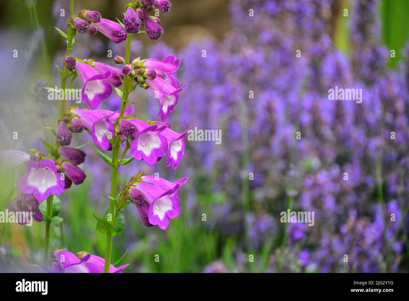 Penstemon garden uk hi-res stock photography and images - Alamy