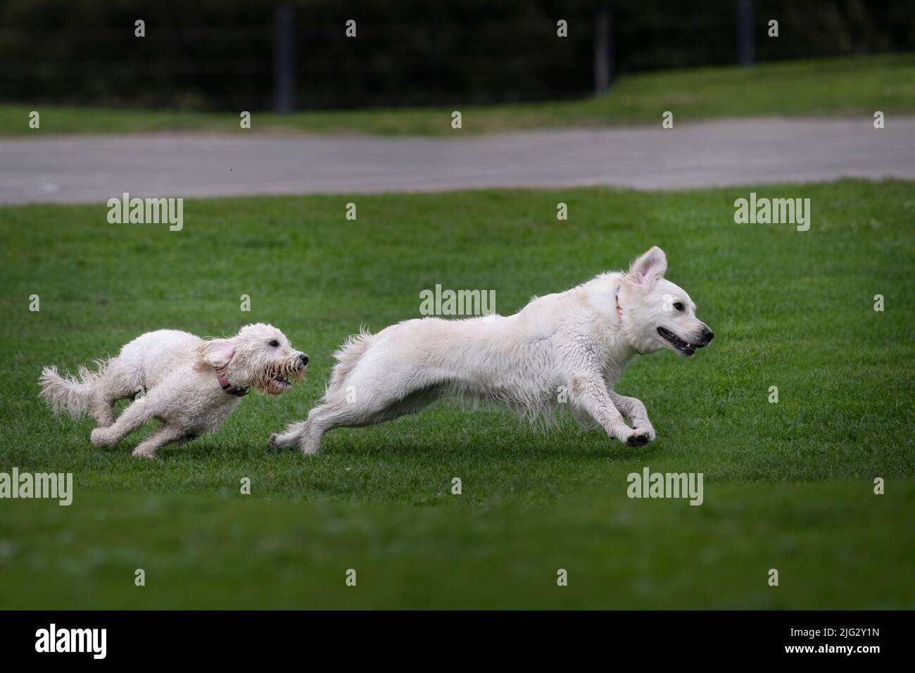 Two dogs playing in grass hi-res stock photography and images - Alamy