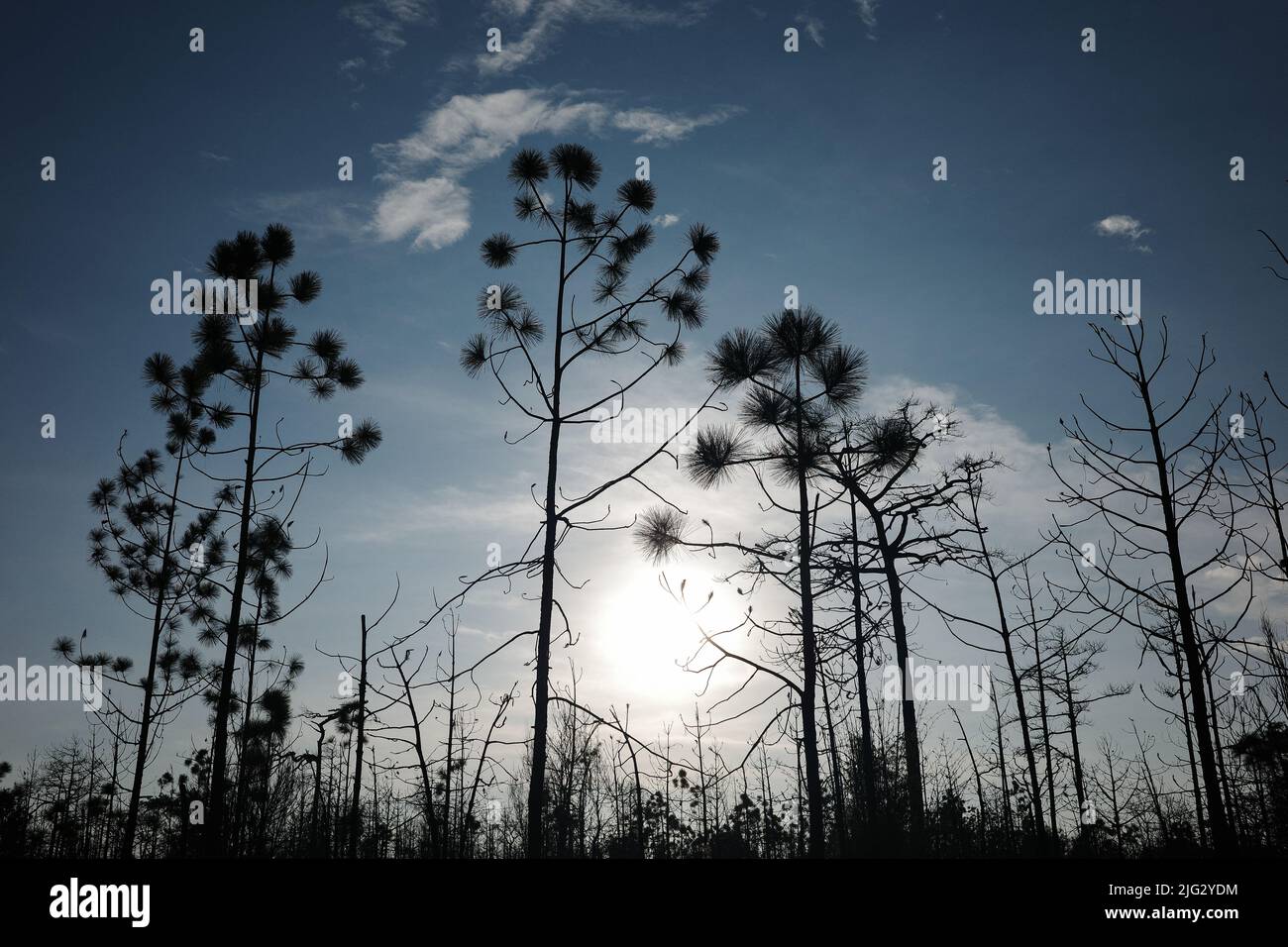Hot scene of tropical forest in summer season, the leafless pine trees ...