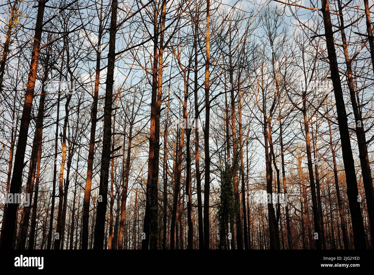 Drought natural scene of dying pine trees without leaves touching ...